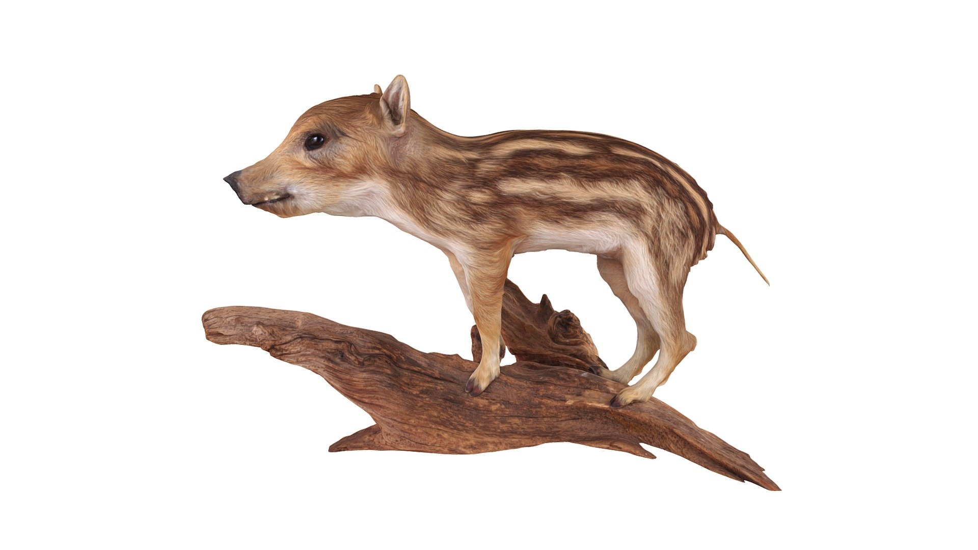 Wild boar youngster - 3D model by Aron Mimietz (@Aron_Mimietz) [b08e948 ...
