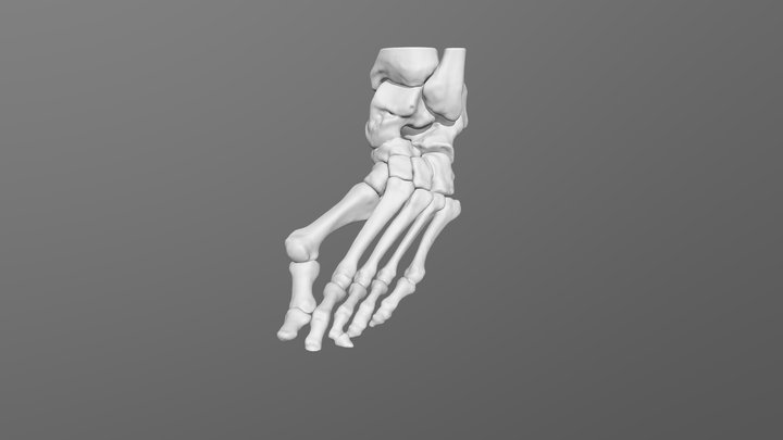 Talus 3D models - Sketchfab
