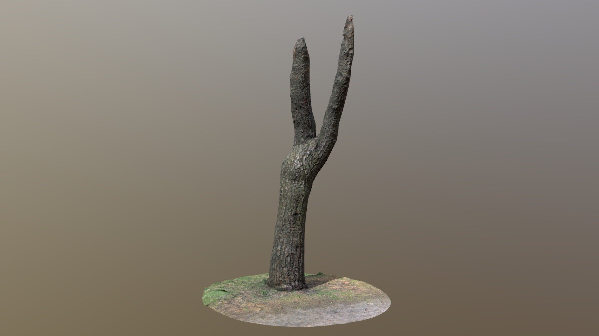 Tree Bark 4 - 3D model by AJS (@VUC) [b097c58] - Sketchfab
