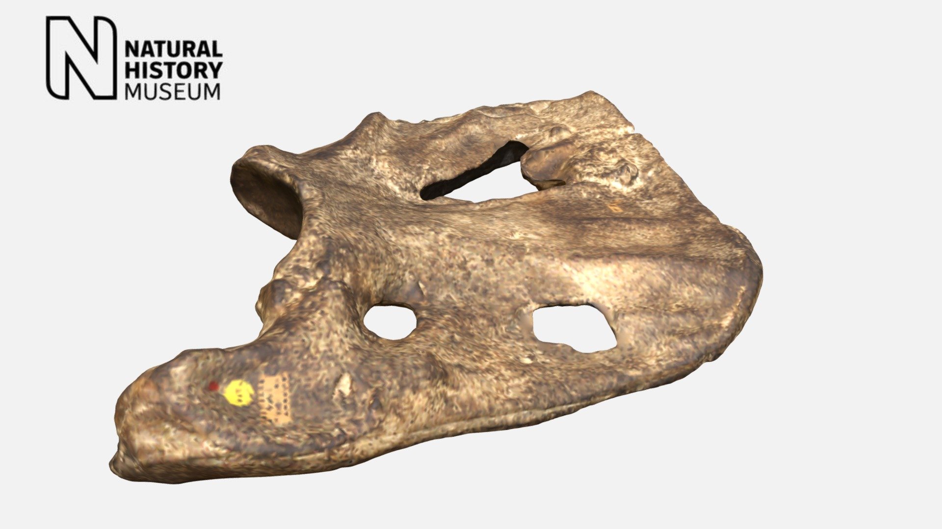 Scelidotherium leptocephalum - cast of scapula - Download Free 3D model ...