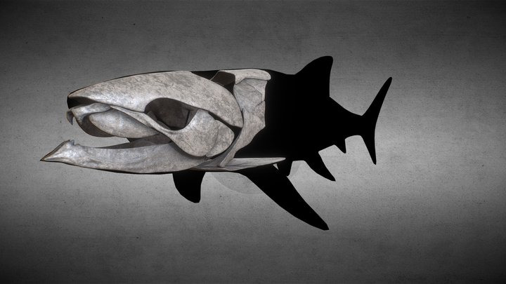 Fossil 3D models - Sketchfab