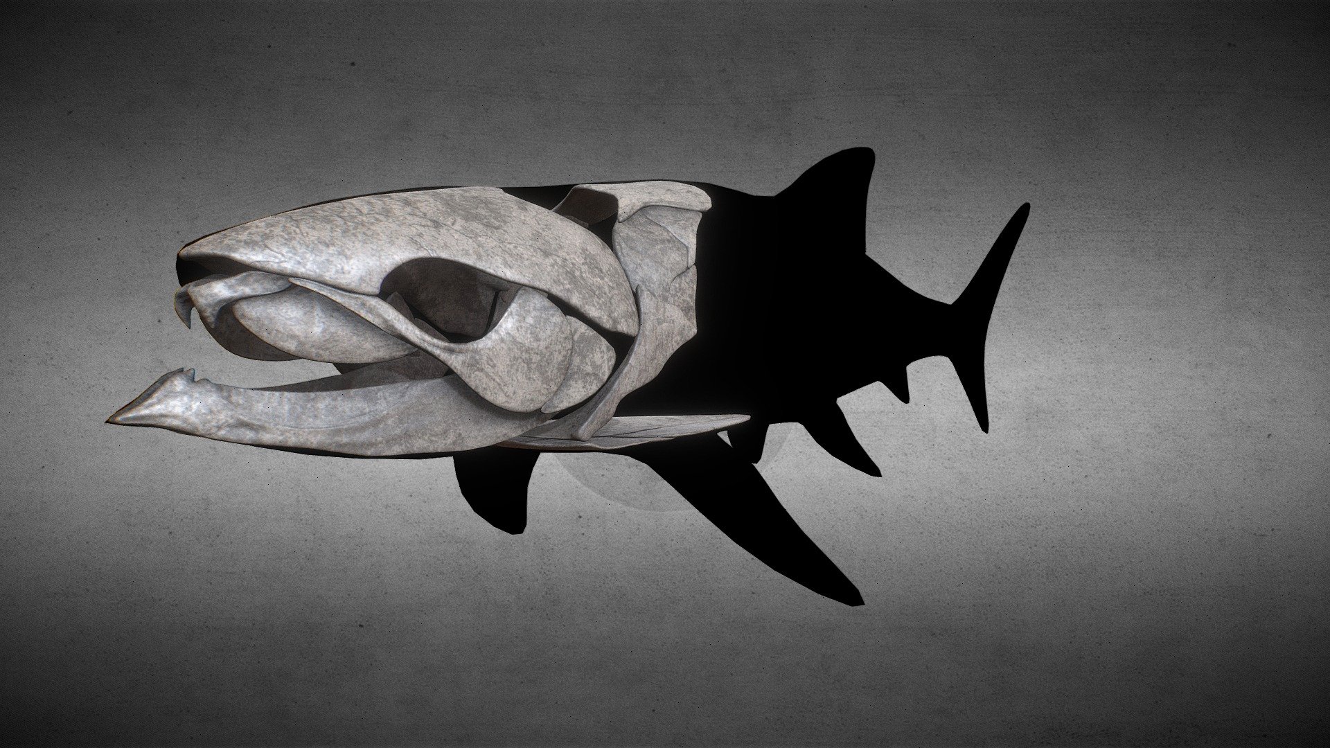 Bungartius - Buy Royalty Free 3D model by Olof Moleman (@lordtrilobite ...