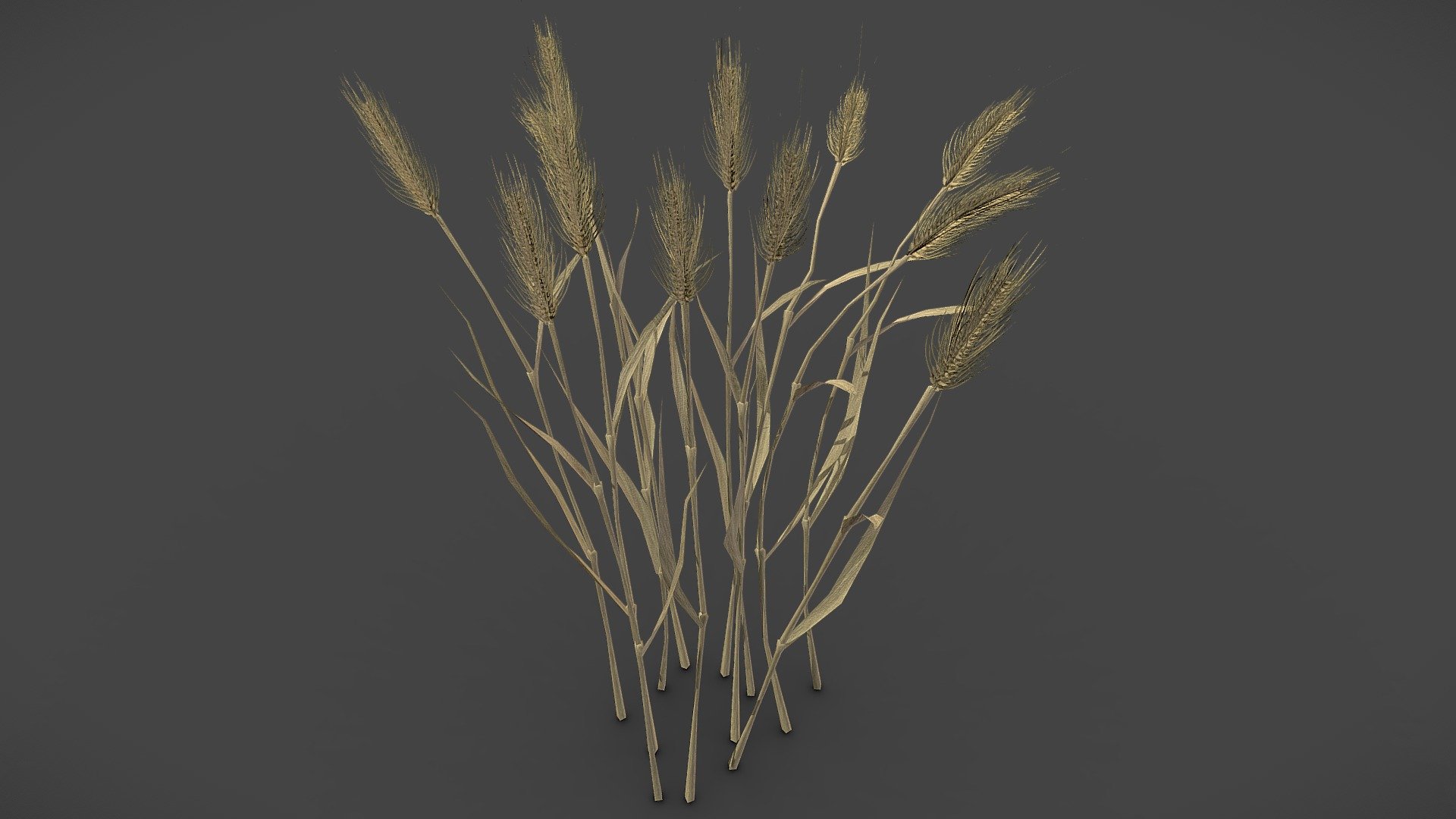 wheat - Buy Royalty Free 3D model by Realtime (@gipapatank) [b0a1e15 ...
