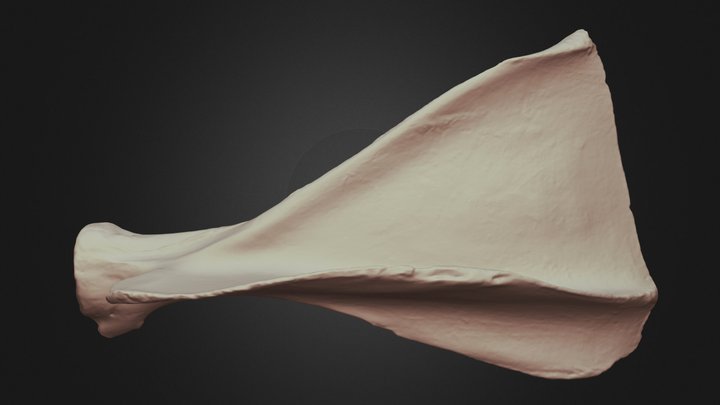 Scapula 3D models - Sketchfab