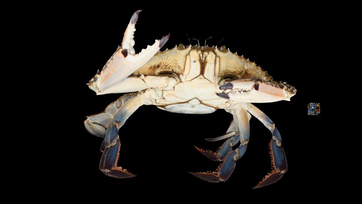 Gazami 3D models - Sketchfab