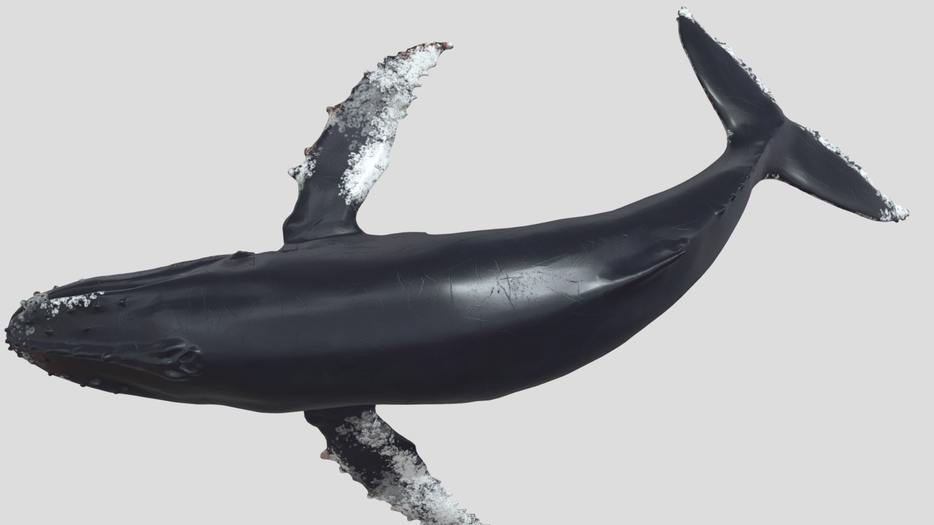 Surround 4K 鲲 Humpback Whale - Buy Royalty Free 3D model by haibo (@haibo545001) [b0a631a ...
