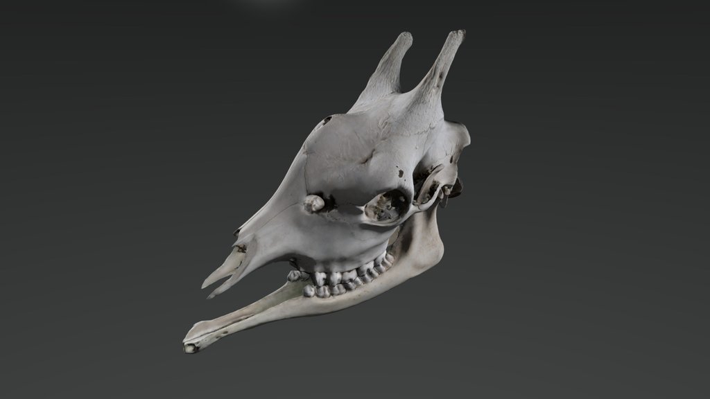 animal skull - A 3D model collection by 3eyesnuts - Sketchfab