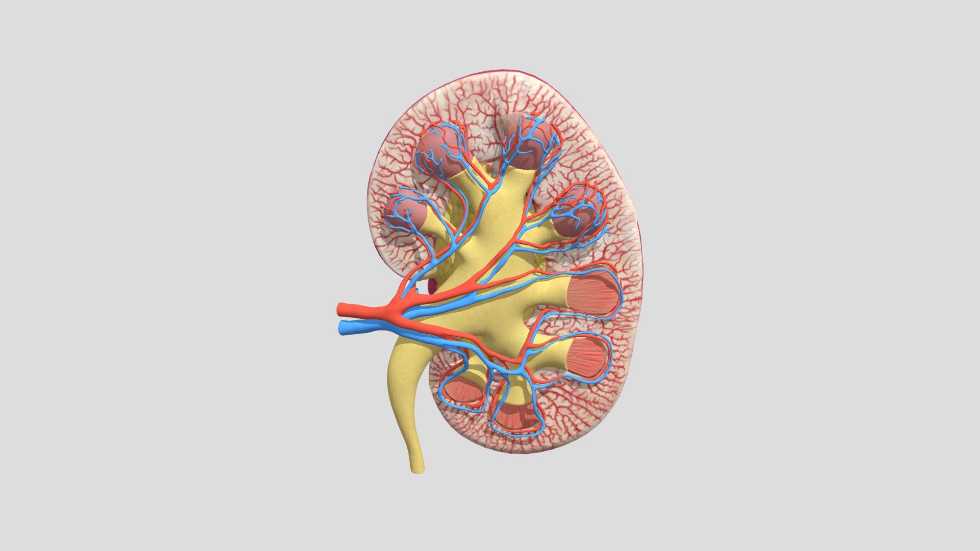 Kidney vertical section - 3D model by sunnyboy2002 [b0a9e93] - Sketchfab