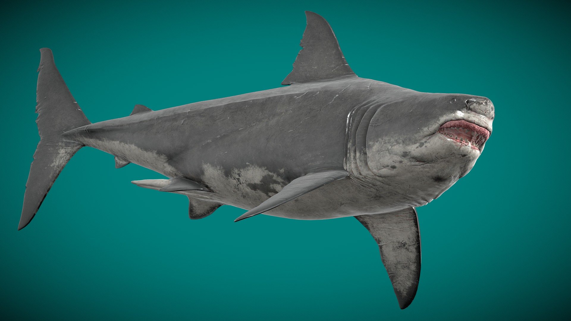 David Faugier's Megalodon - Download Free 3D model by AllThingsSaurus ...
