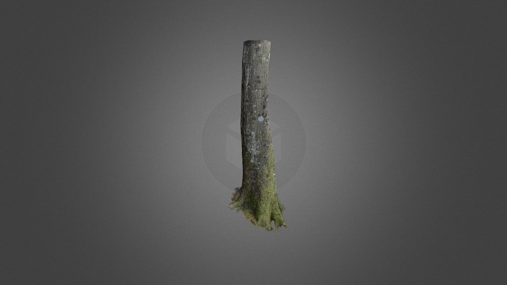 Tree trunk - 3D scan - 3D model by Siwon [b0ab5cd] - Sketchfab