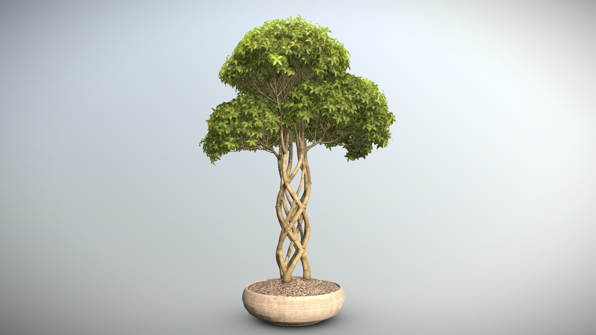 Bonsai Interior Plant 06 - 3D model by GameDEV (@cg_game) [b0b4494 ...