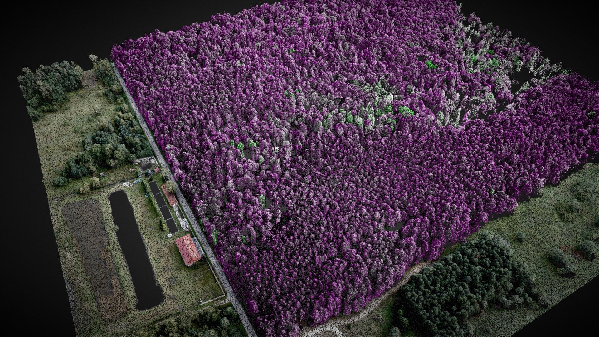 Tree canopy - false color - 3D model by Agisense [b0b48f3] - Sketchfab