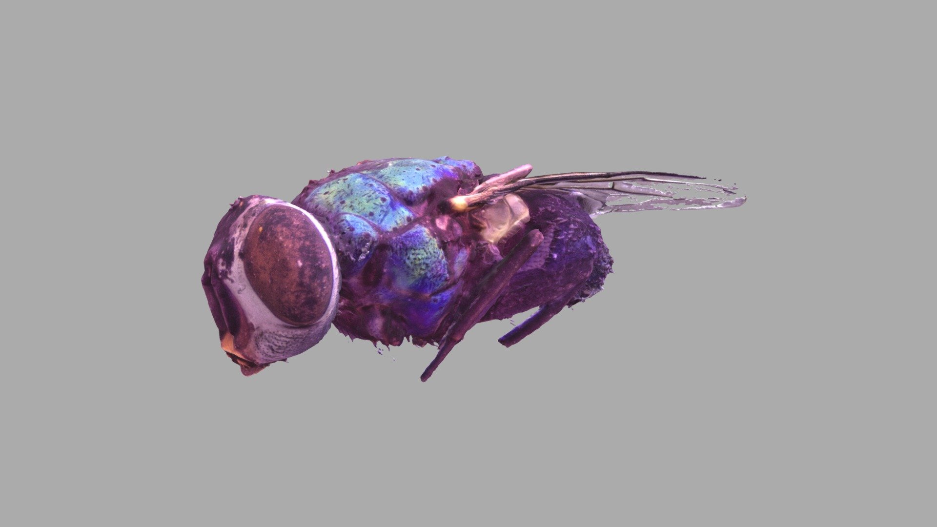 Calliphoridae cf. 3D scan - Download Free 3D model by Peter_TR [b0b5382 ...
