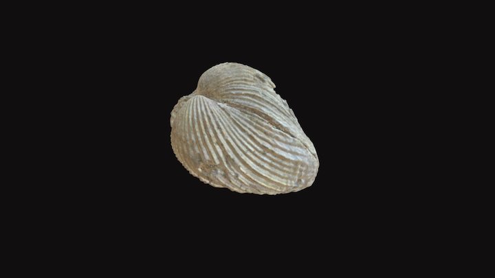 Scanstudio 3D models - Sketchfab
