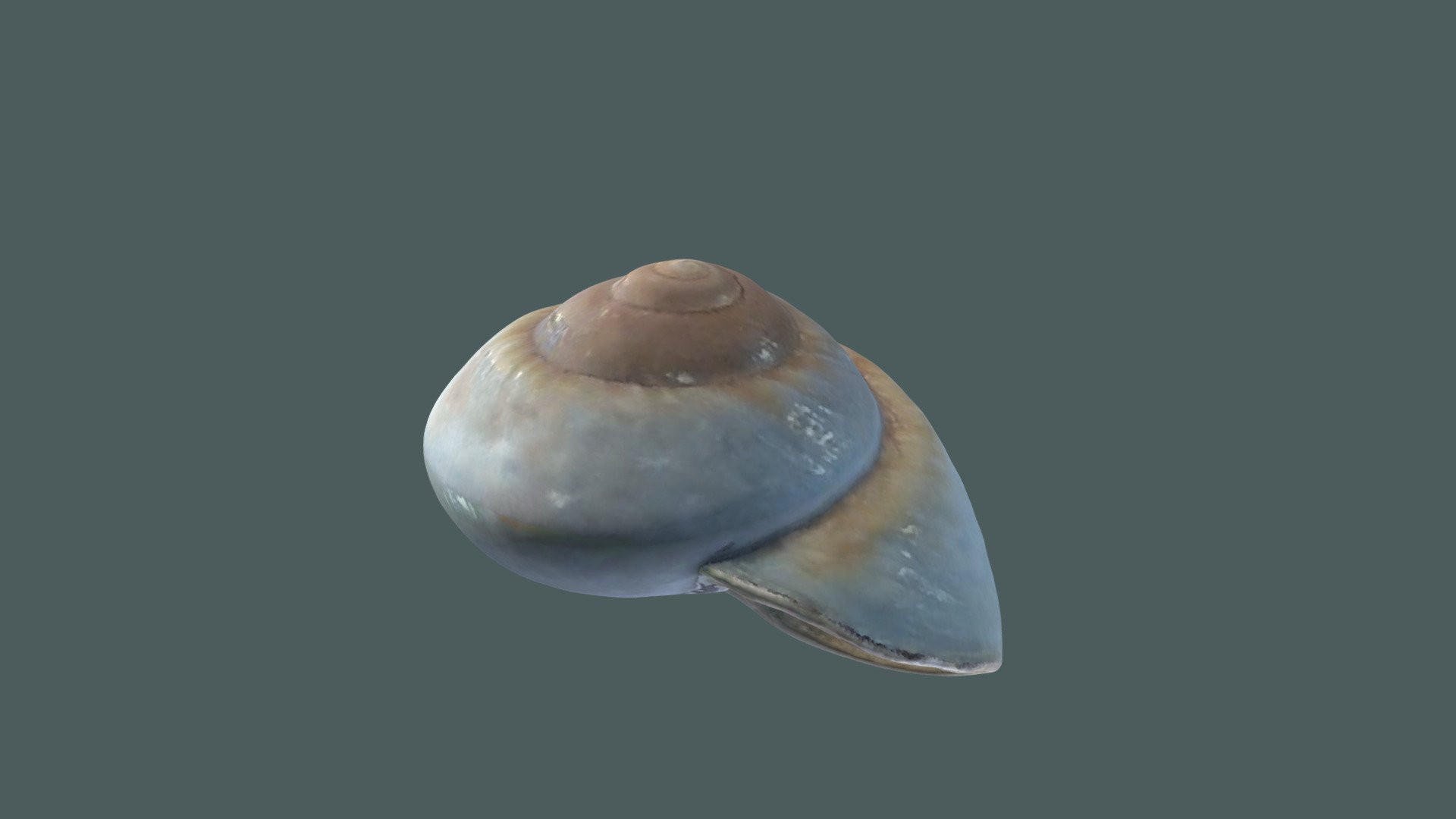 marine snail shell - Buy Royalty Free 3D model by holgercp [b0c6537 ...