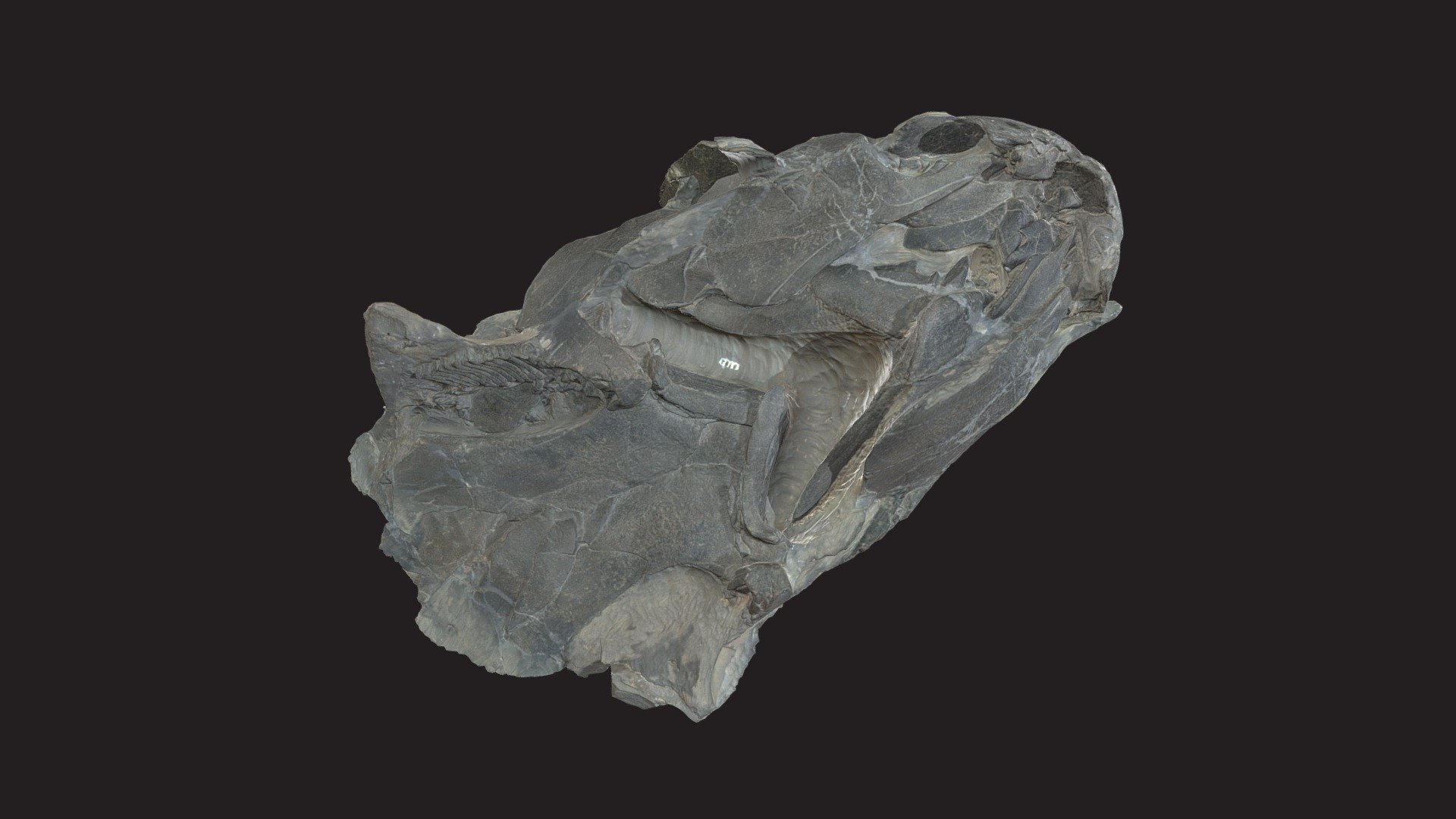CMNH 8982, Dunkleosteus terrelli - 3D model by Cleveland Museum of ...