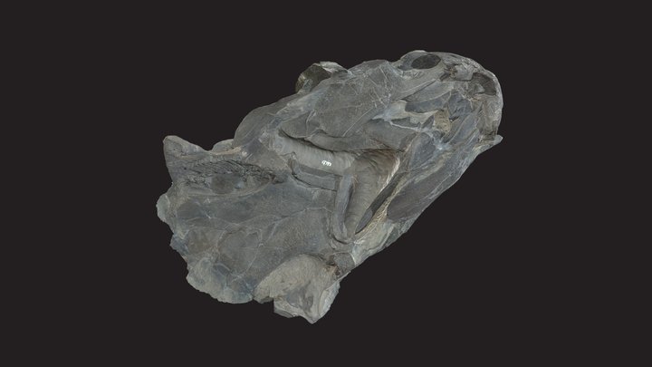 Fossil-fish 3D models - Sketchfab