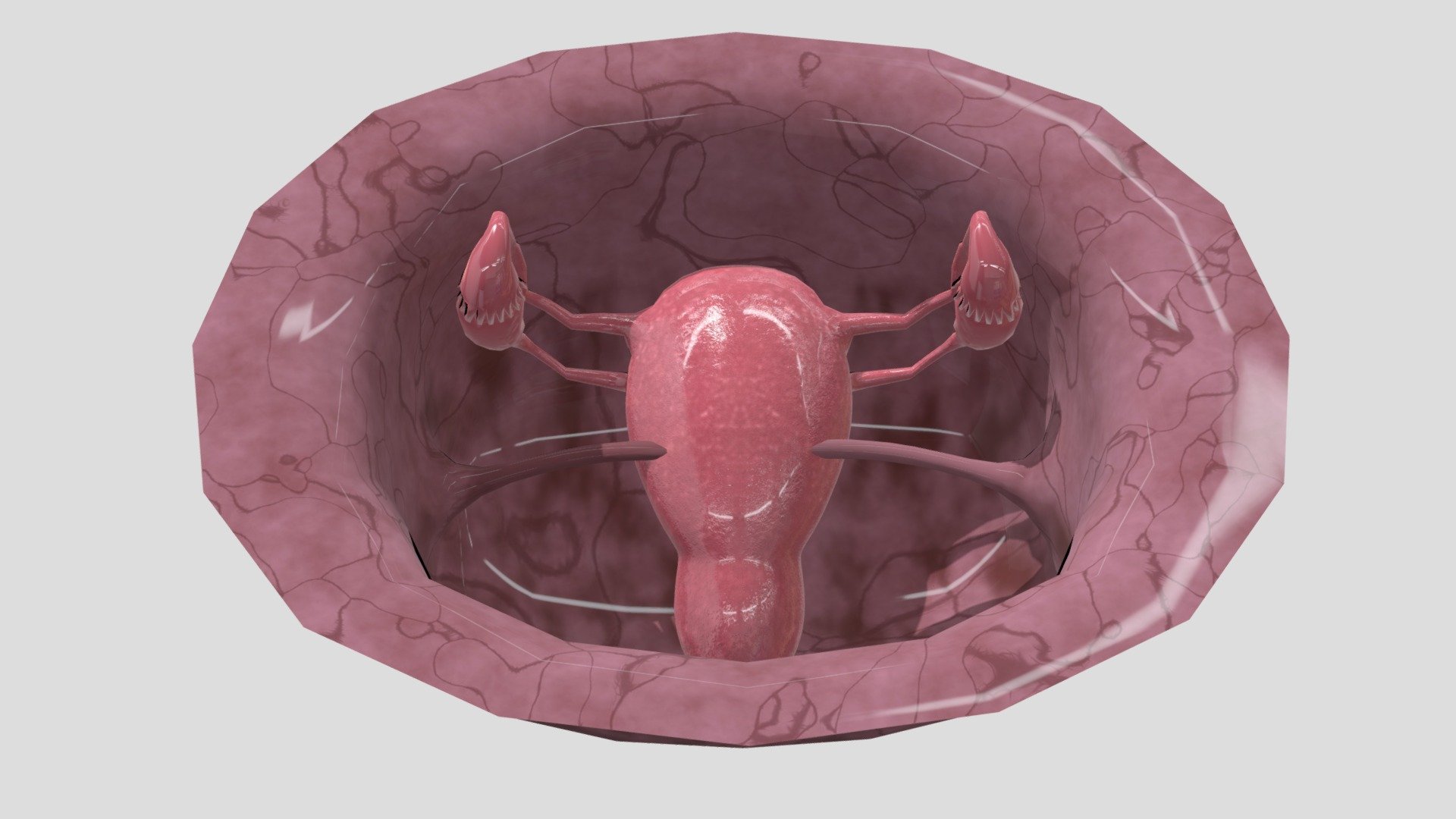 Realistic Uterus & Ovaries 3D Model - 3D model by Mohsin Hassan Shah ...