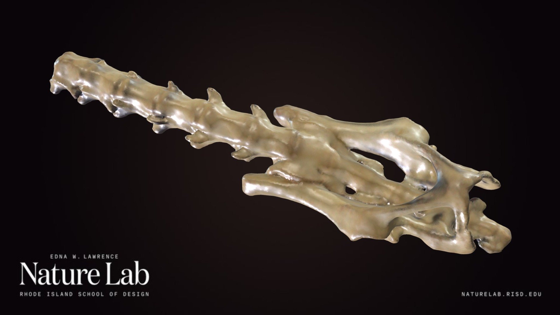 Rat Spine - Download Free 3D model by RISD Nature Lab (@RISDNaturelab ...