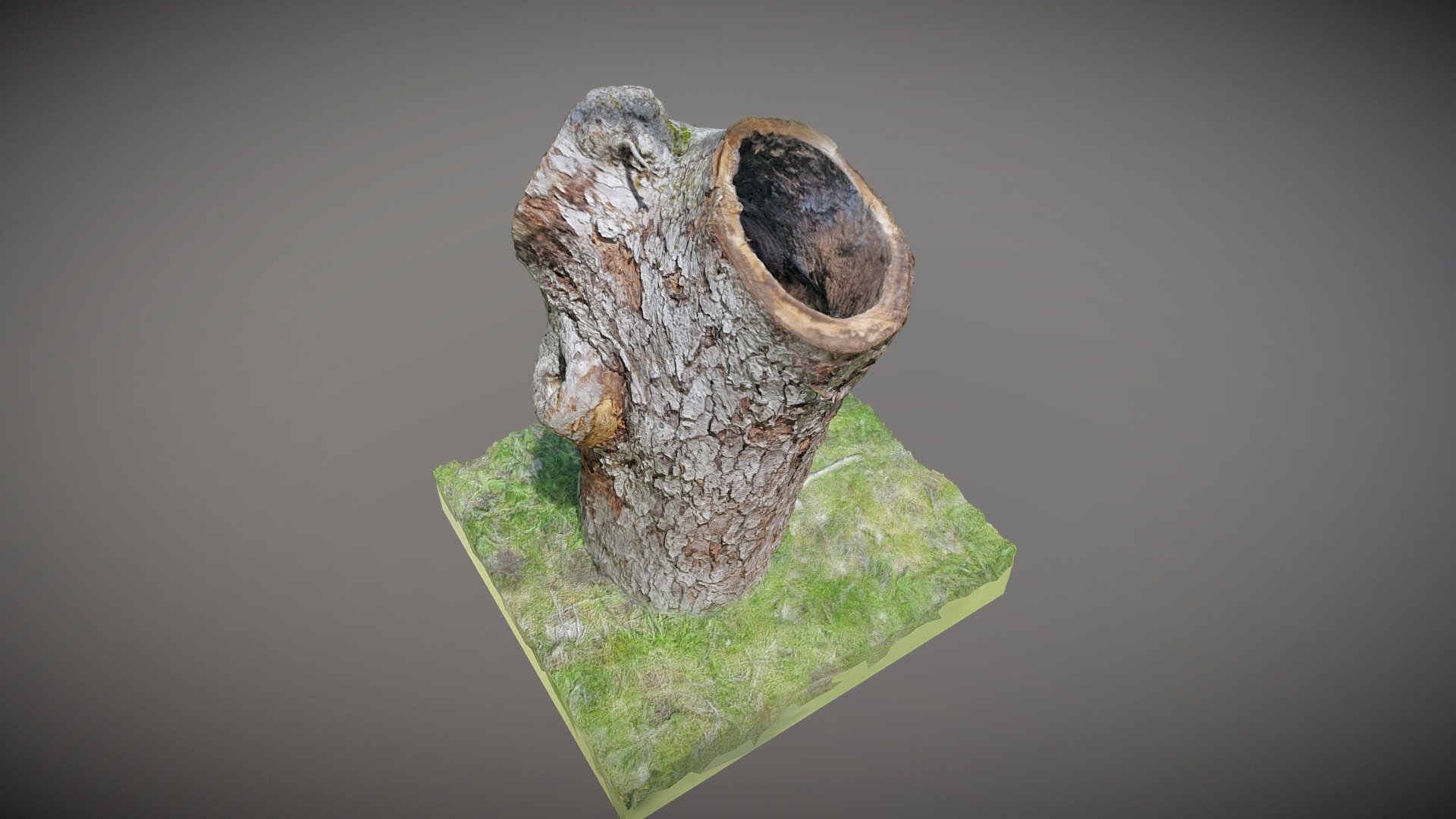 Hollow Log - 3D model by ShacharWeis [b0de061] - Sketchfab