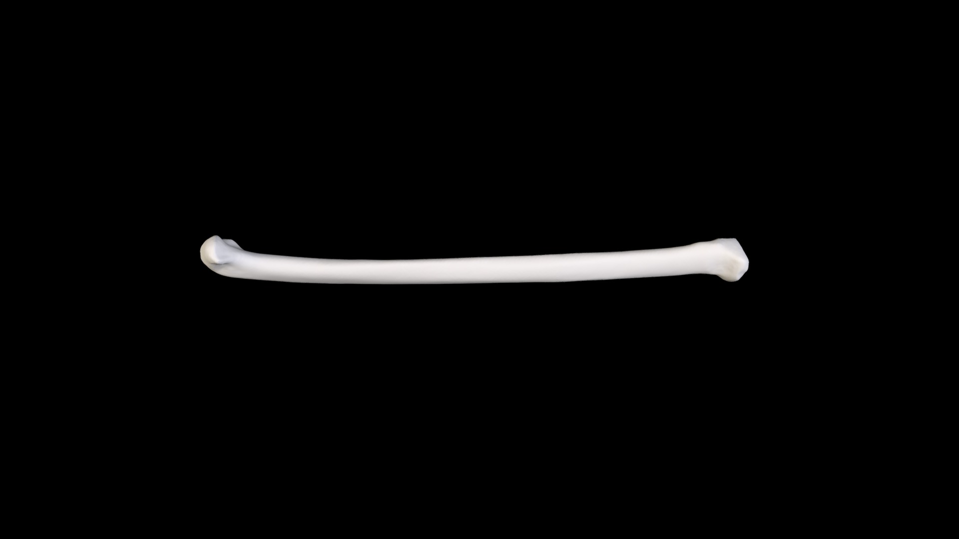 Common pheasant (Phasianas colchicus) radius - 3D model by Auckland ...