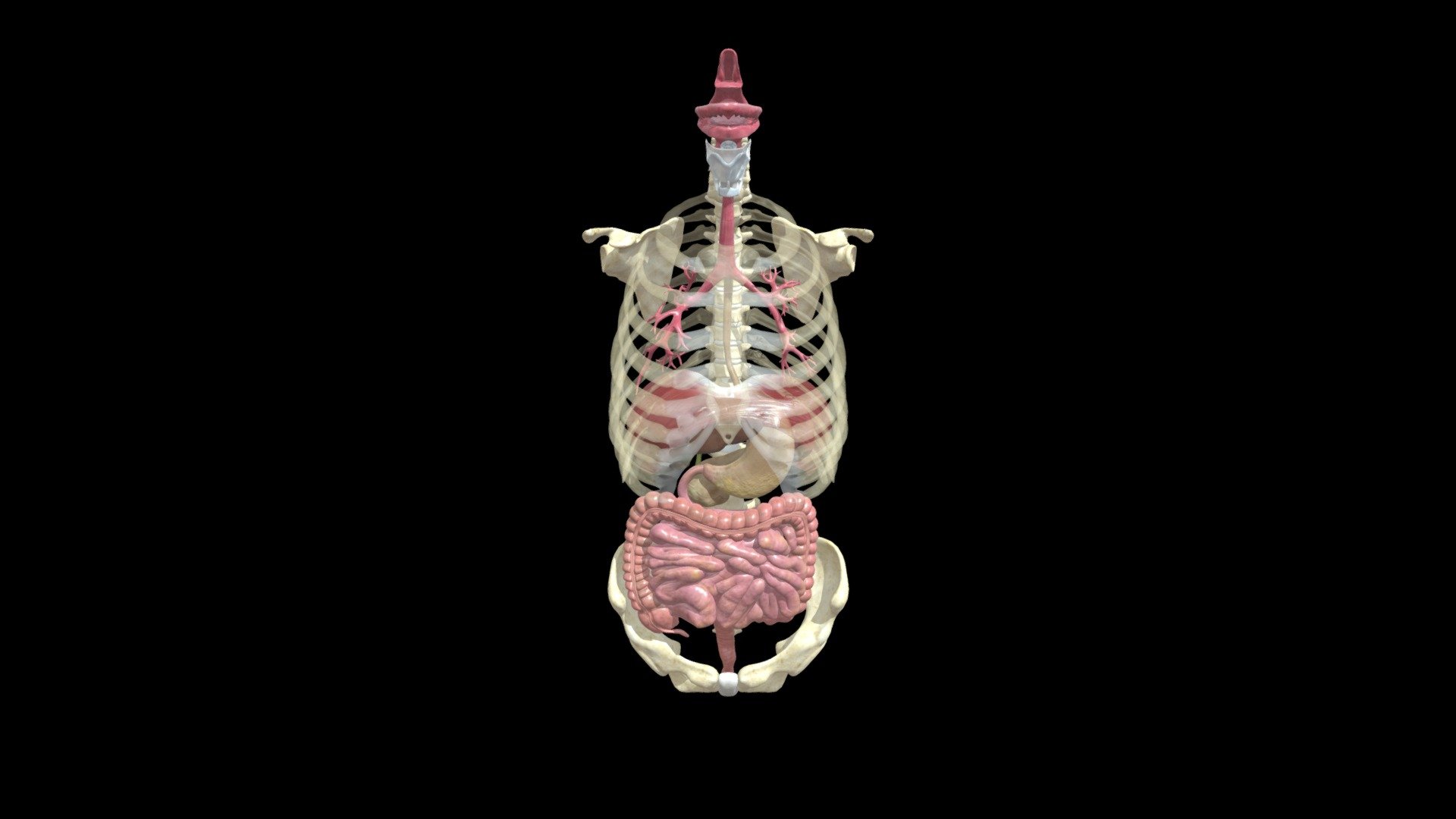 Adult gastrointestinal tract - 3D model by Education Resource Fund ...
