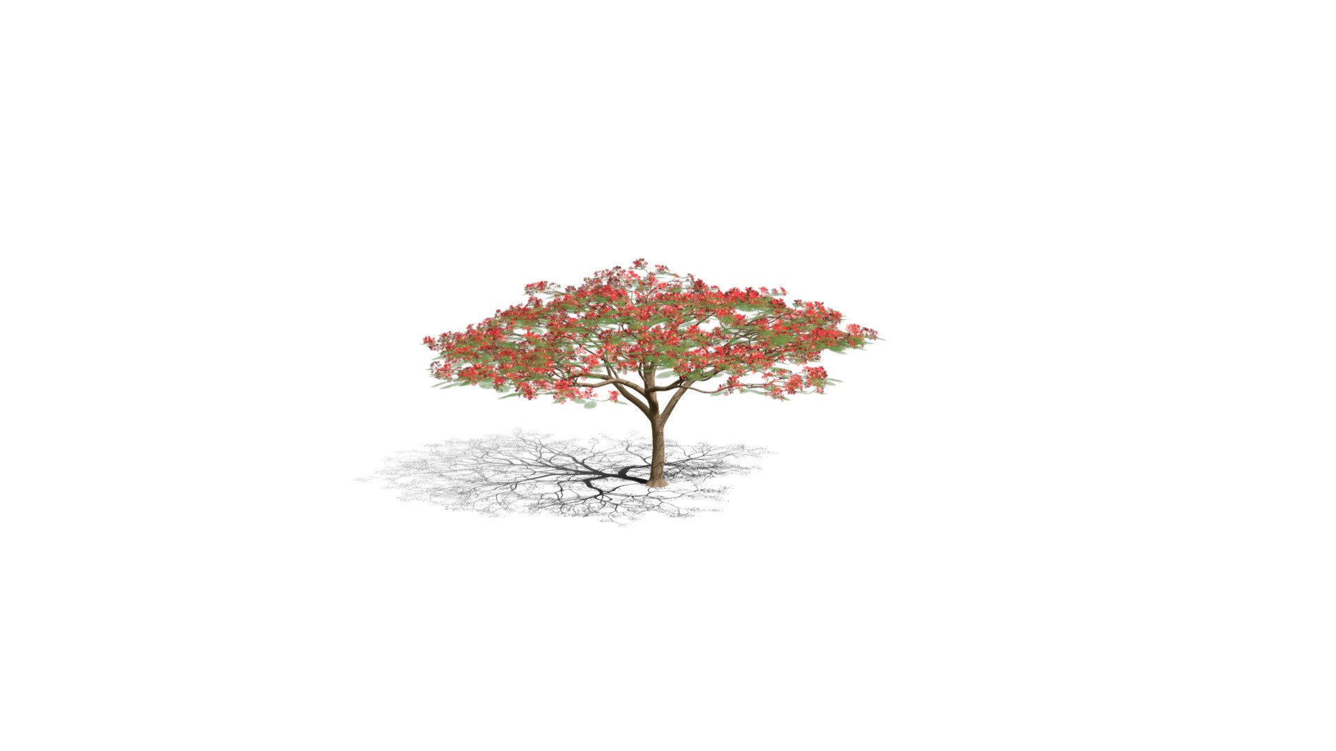 Realistic HD Royal poinciana (2/40) - Download Free 3D model by ...