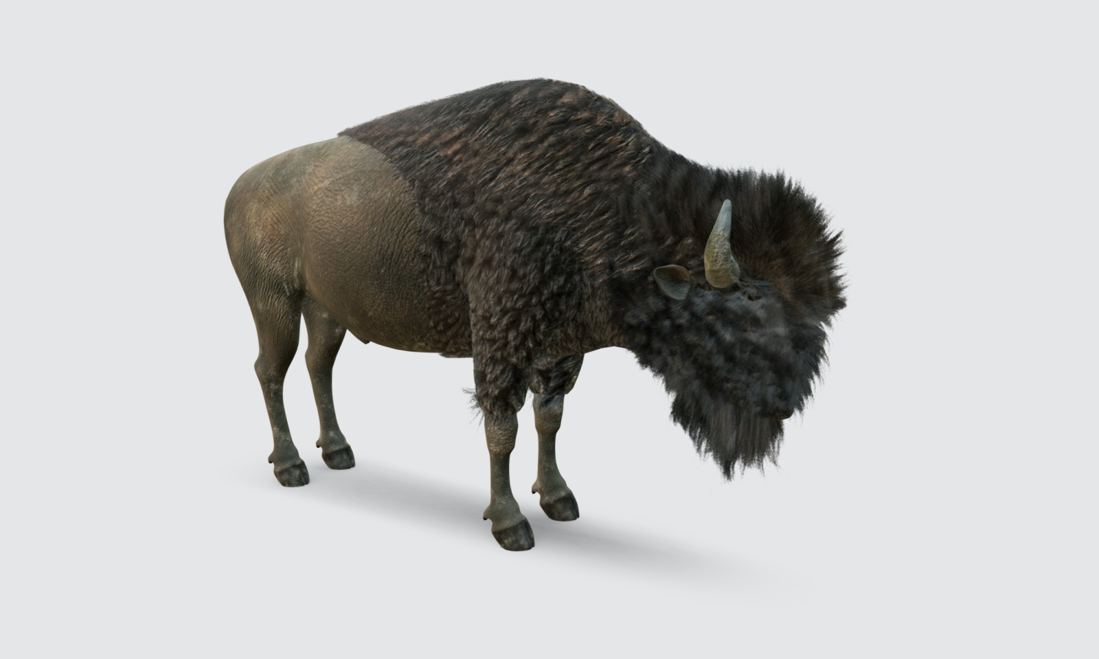 Bison - 3D model by The Learning Network (@TheLearningNetwork) [b0f8776 ...