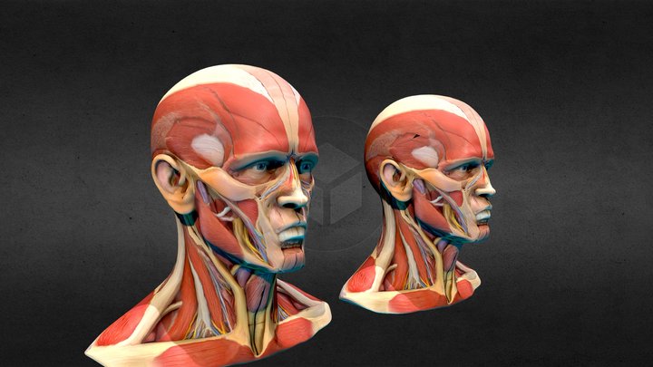 Anatomy-reference 3D models - Sketchfab