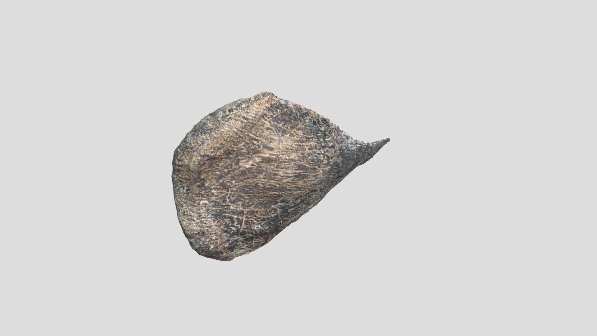 Spicomellus-Plate - 3D model by Mr.Fossil [b0fc6b0] - Sketchfab