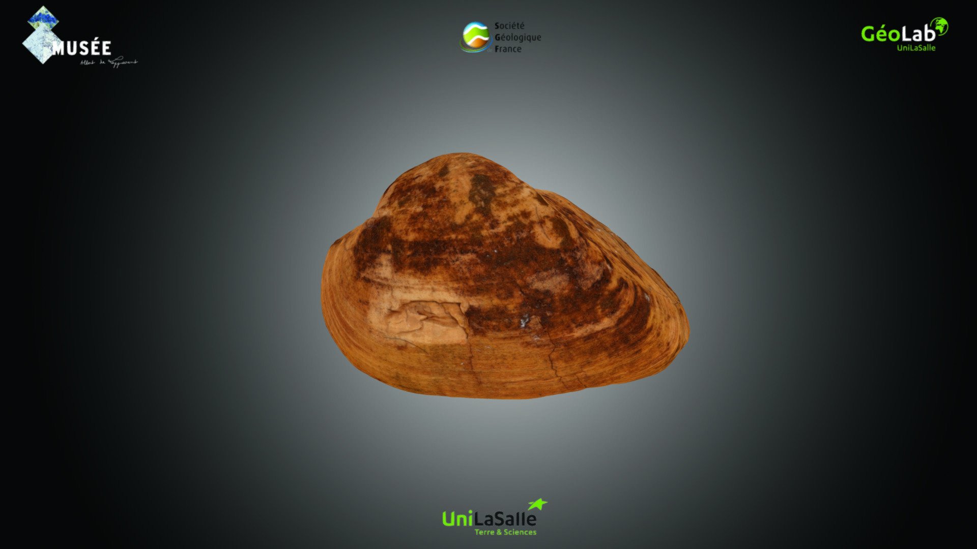 Bivalve - Cucullaea crassatina - Download Free 3D model by Société ...