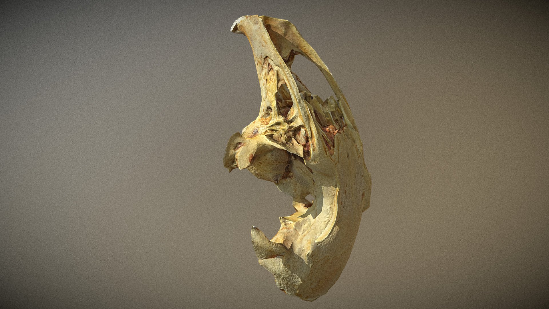 Scanned low poly small skull LOD - Buy Royalty Free 3D model by Mantas ...