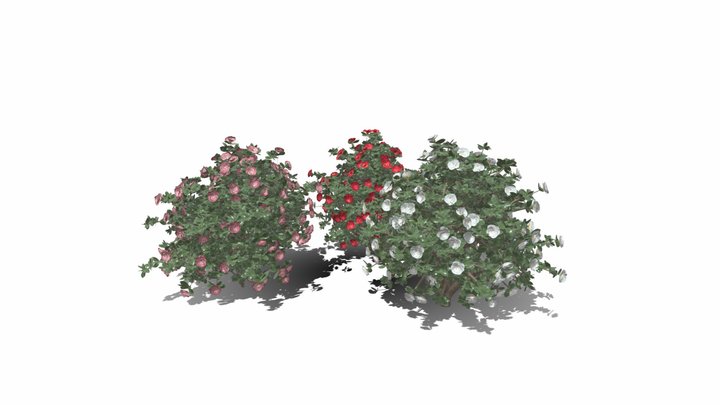 Camellia 3D models - Sketchfab