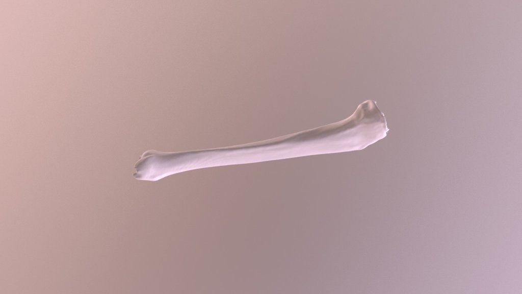 Tibia - 3D model by acpe [b1242c8] - Sketchfab
