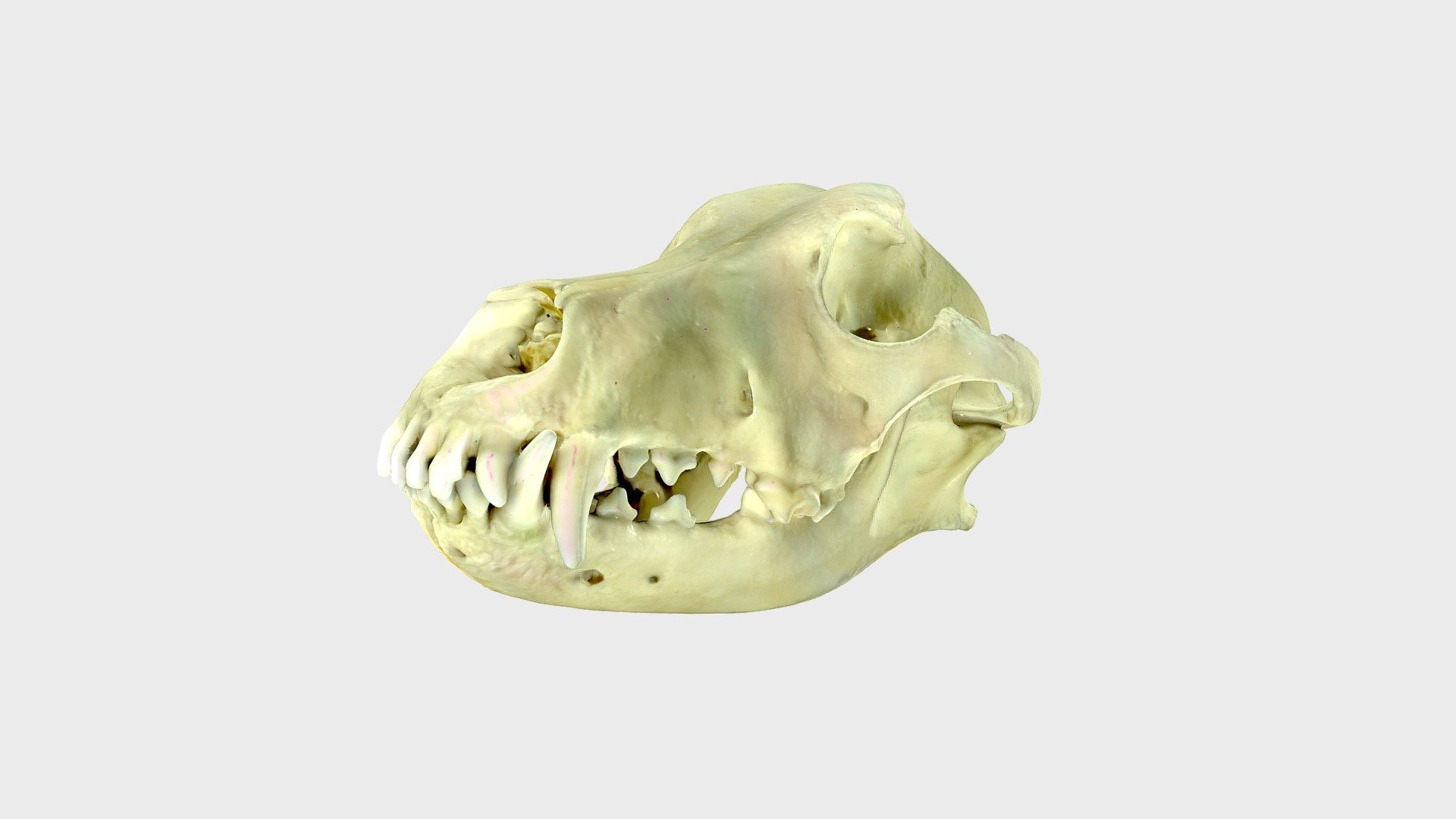 Dog Skull - Dalmatian - 3D model by rvcanatomy [b1299aa] - Sketchfab
