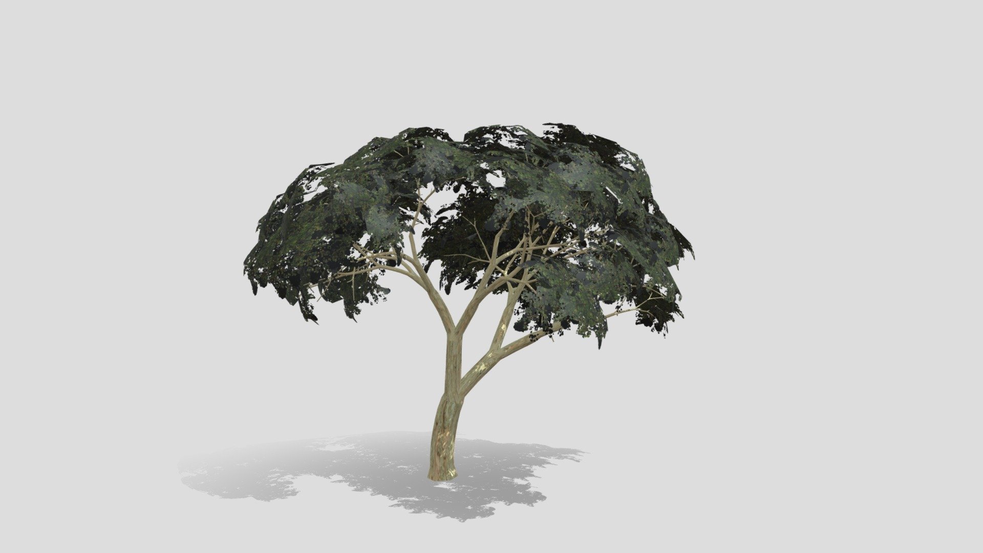 Birch tree - 3D model by Leiona Chung (@LeionaChung) [b12d94b] - Sketchfab