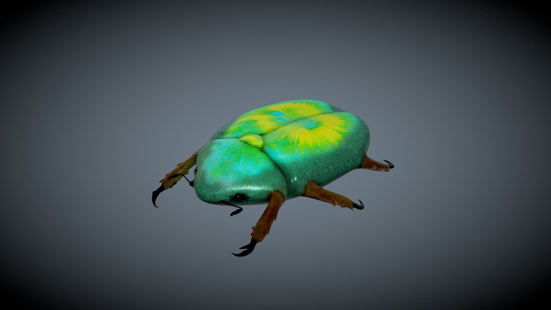 Beetle - 3D model by JasonGorman [b13658c] - Sketchfab