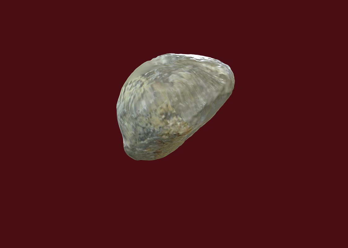 Atrypa oklahomensis (Brachiopod) - Download Free 3D model by Shellie ...