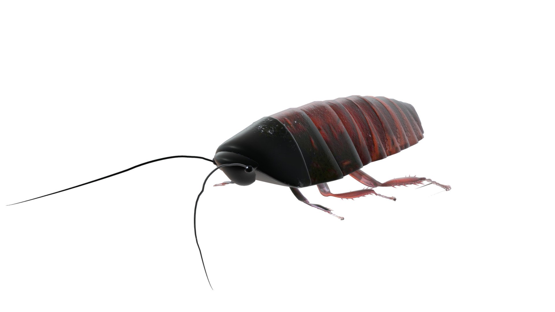 Cockroach - 3D model by franalburquerque [b13bad5] - Sketchfab