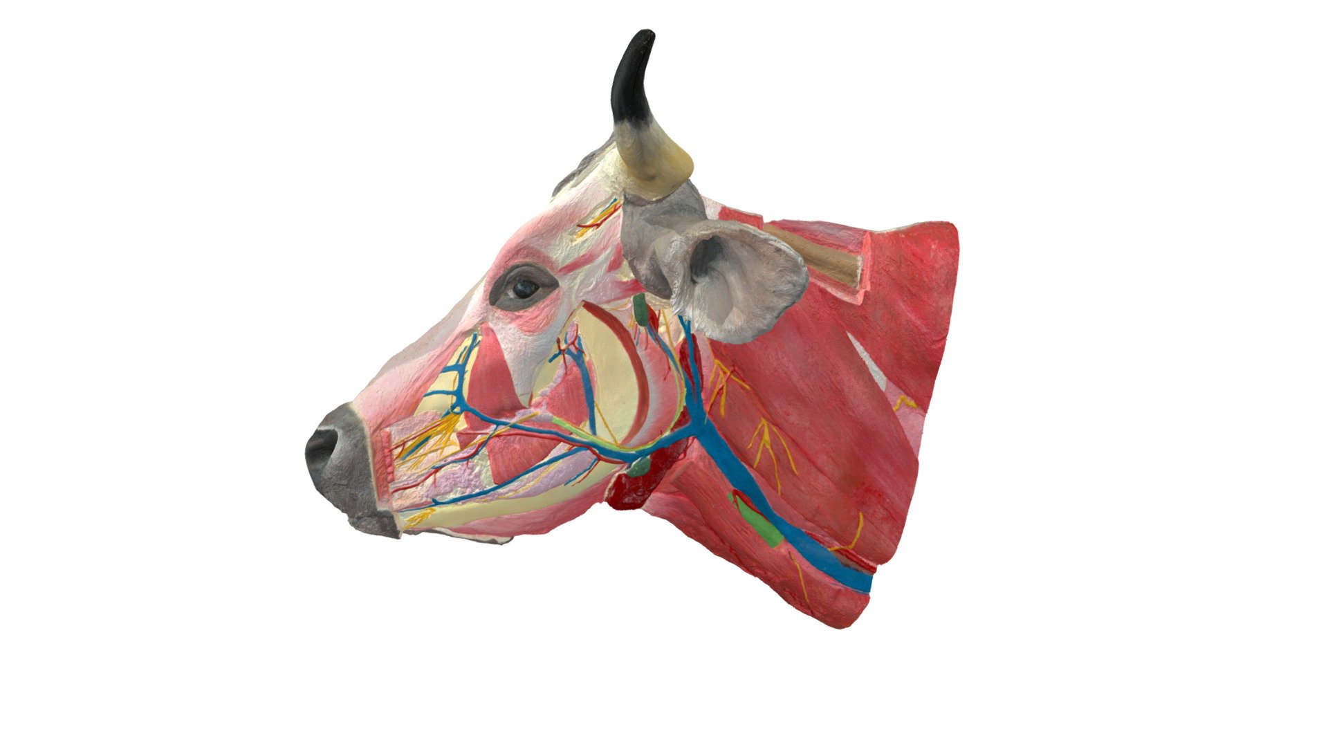 Cow, Head, Neck, Topography (model 2) - 3D model by Vetanat.UZH ...