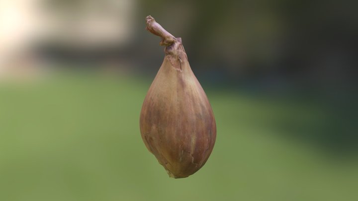 Shallot 3D models - Sketchfab
