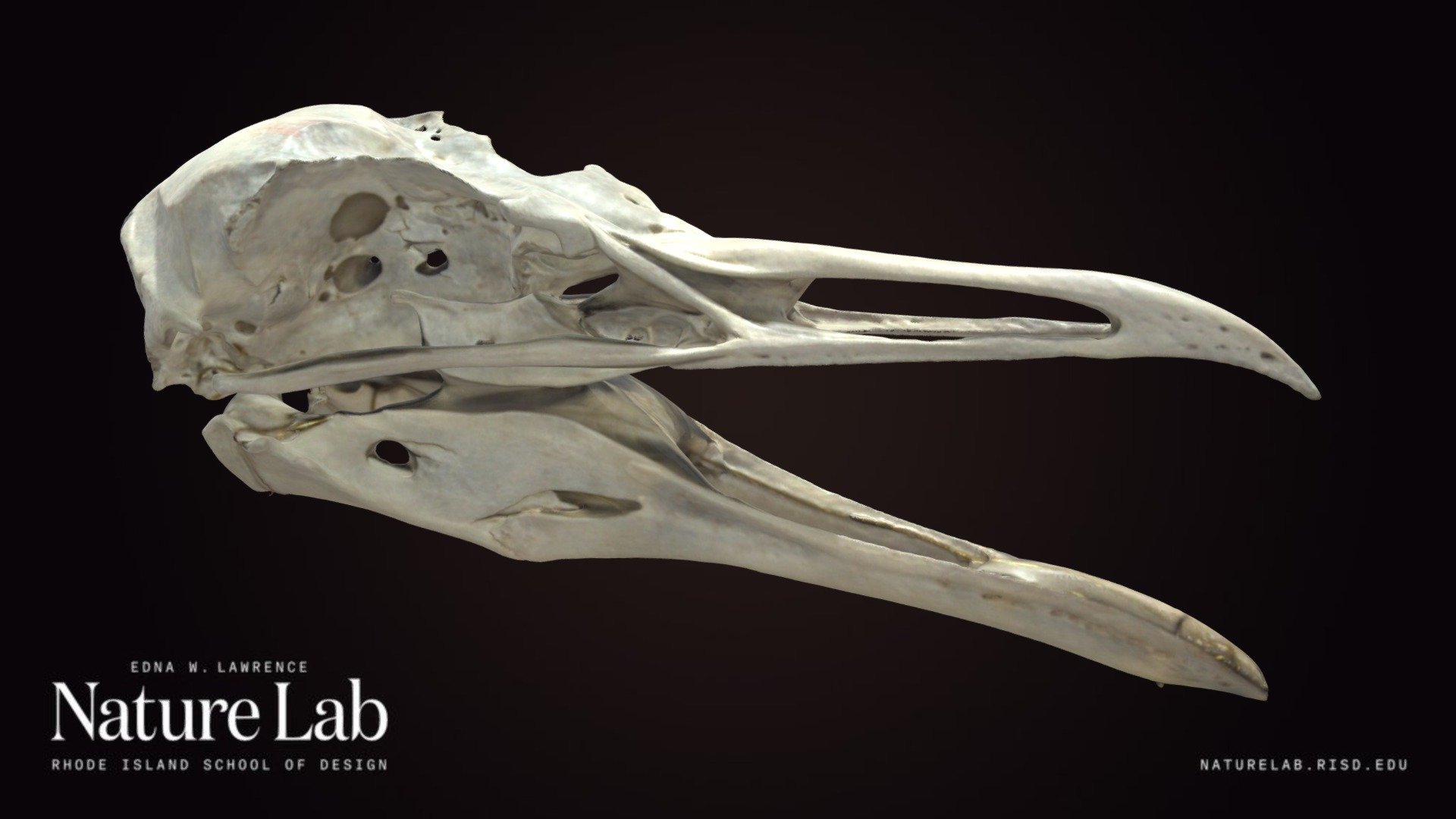 Gull Skull - Download Free 3D model by RISD Nature Lab (@RISDNaturelab ...