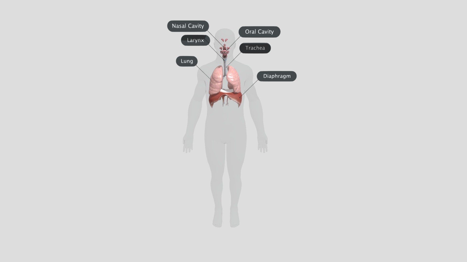 Respiratory System - 3D model by teyip [b149513] - Sketchfab