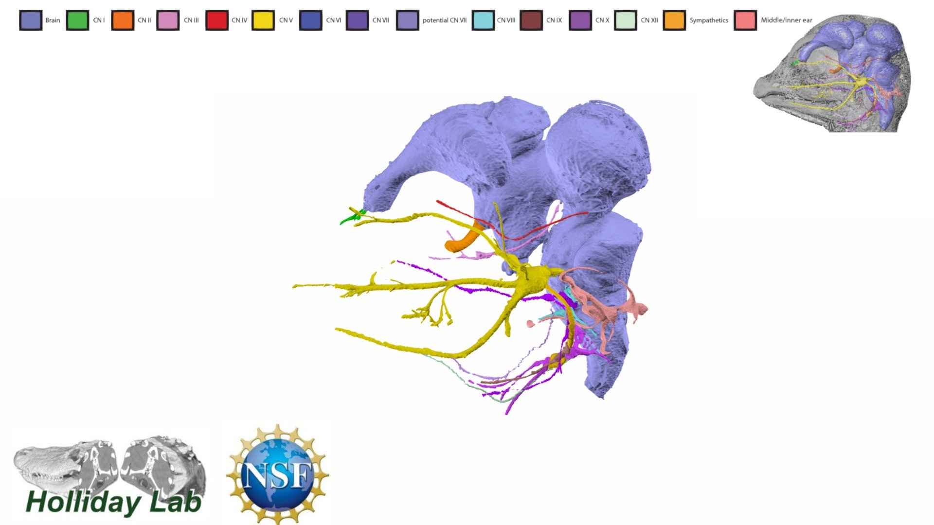 Embryonic Alligator Cranial Nerves - Download Free 3D model by Holliday ...