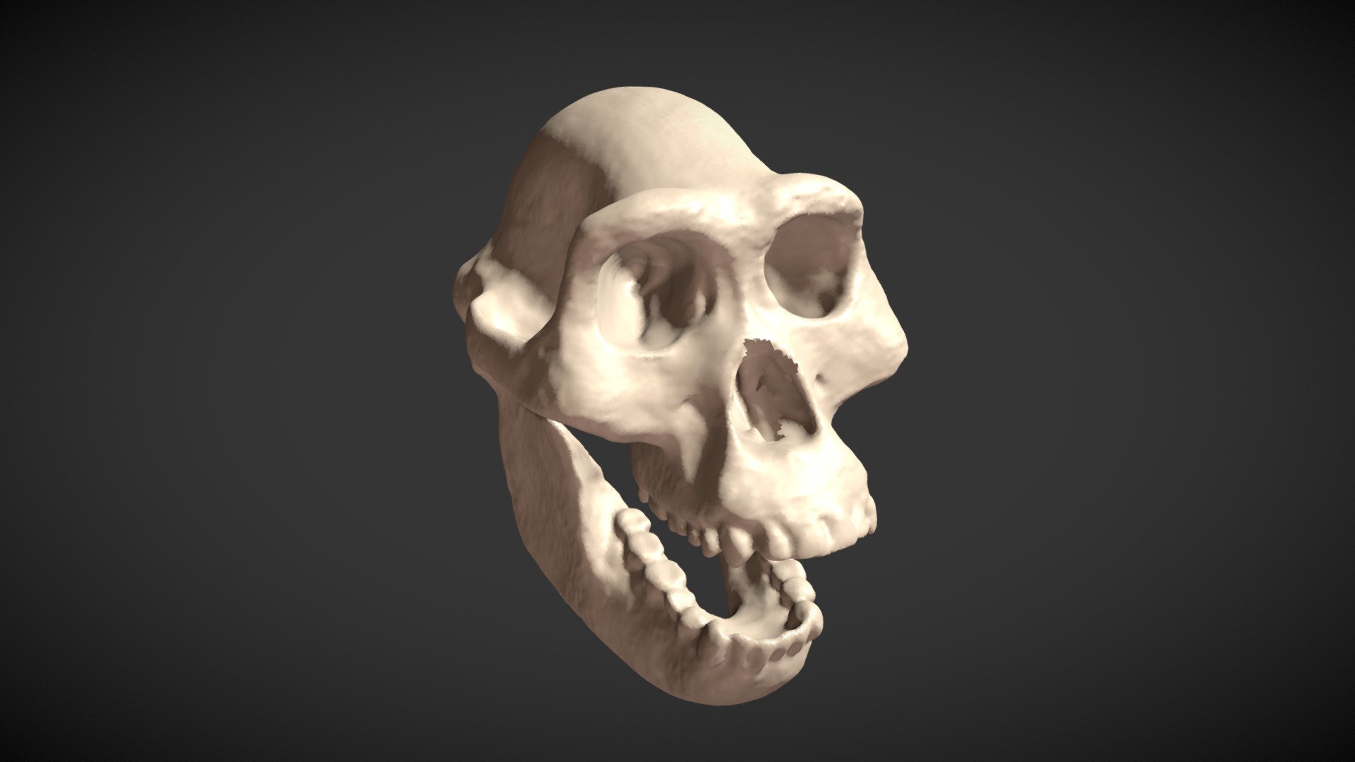 Australopithecus afarensis skull cast - Download Free 3D model by EDDyLab @ULiege (@eddylab ...