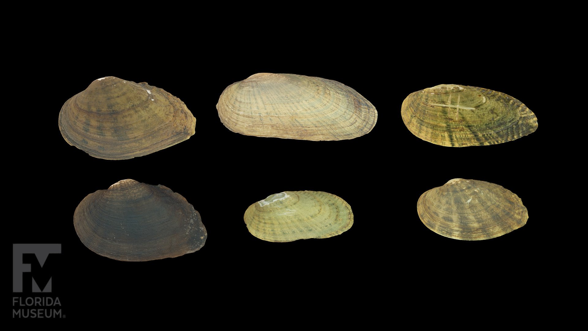 Freshwater Mussels of America - Genus Medionidus - 3D model by ...
