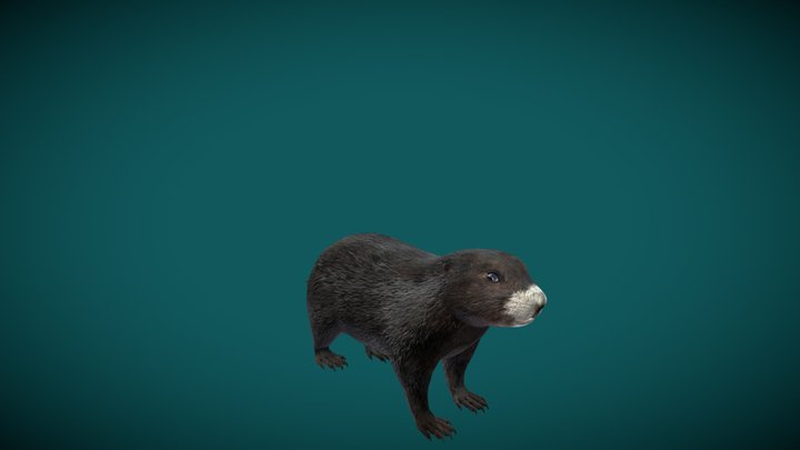 Groundhog 3D models - Sketchfab