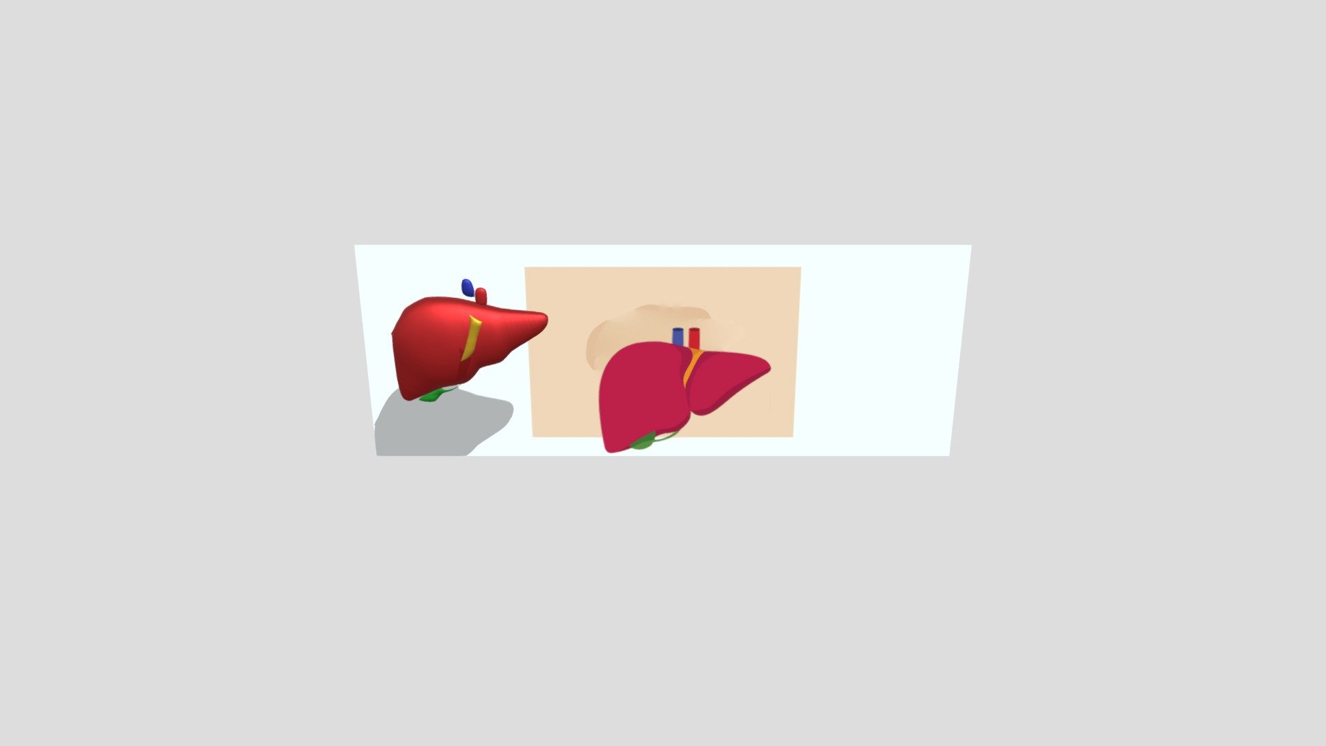 Liver 3D - 3D model by ririnmauliza [b15c283] - Sketchfab