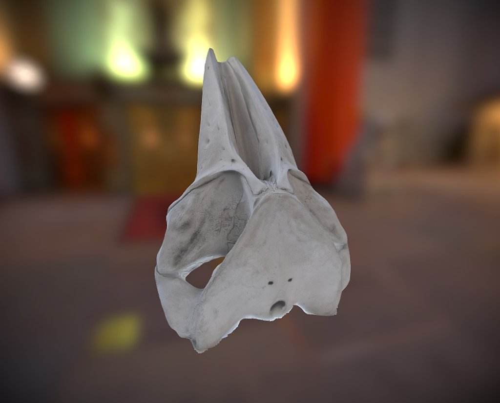 Dolphin 3D mesh - Download Free 3D model by Aleksandr (@pas_007007 ...
