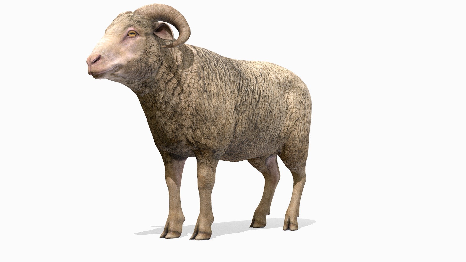Ram animations - Buy Royalty Free 3D model by RedDeer (@billl90 ...